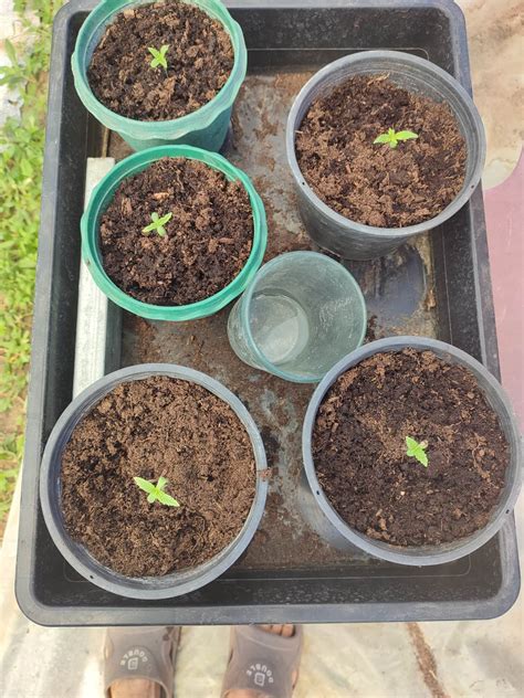 Vegetating State Rcannabisthailand