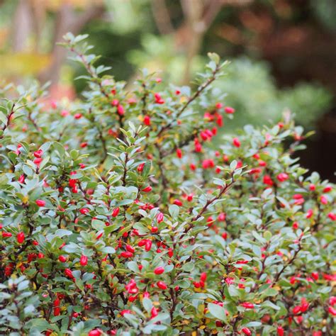 Dwarf Holly Shrub When To Plant At Hamish Riddoch Blog