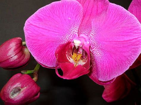 Интерактивное пособие по окружающему миру Комнатные растения 2 класс Окружающий мир