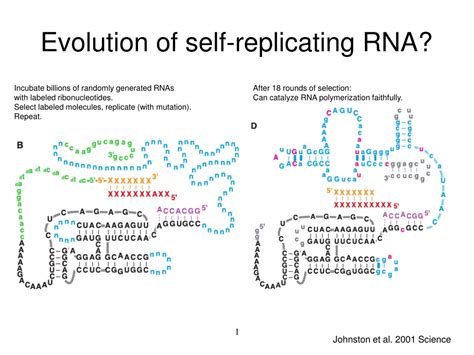 ppt evolution of self replicating rna powerpoint presentation free download id 9210591
