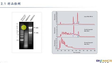 有参转录组分析结果的解读 002 01 转录组测序实验流程 Youtube