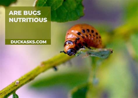 Do Ducks Eat Bugs Duck Asks