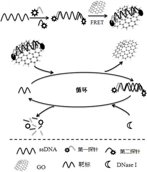 Detection Method For Staphylococcus Aureus Eureka Patsnap