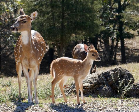 Axis Deer Fawn