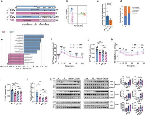 Gut Microbiome Depletion Abolishes Sex Biased Glucose Metabolism In