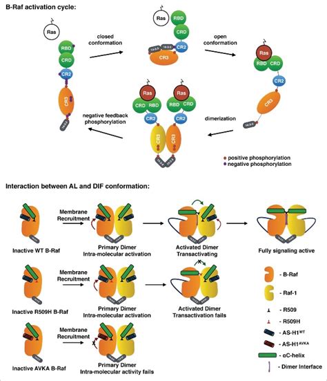 B Raf Activation Loop Phosphorylation Revisited Pmc