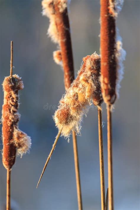 Typha Latifolia Commonly Known As Common Bulrush Or Broadleaf Cattail