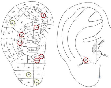 Pressure Points For Ovaries