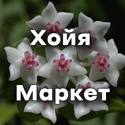 Хойя Маркет | Группа на OK.ru | Вступай, читай, общайся в Одноклассниках!