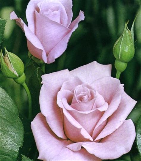 Femmes Formidables Du Monde