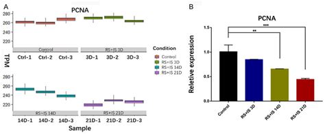TPM Value Of PCNA From RNA Seq Data And Validation Of Transcript Download Scientific Diagram