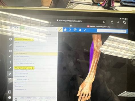 Muscles Flashcards Quizlet