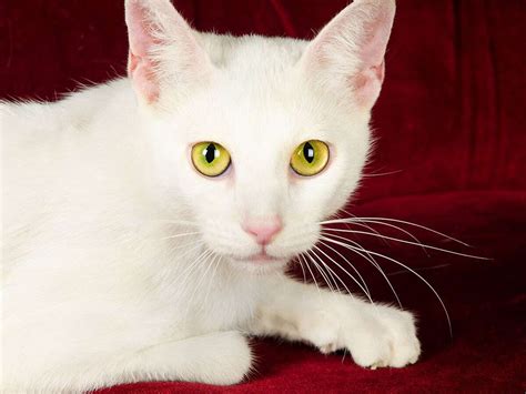 Are Russian White Cats Rare Russian Blue Cat Breed Profile