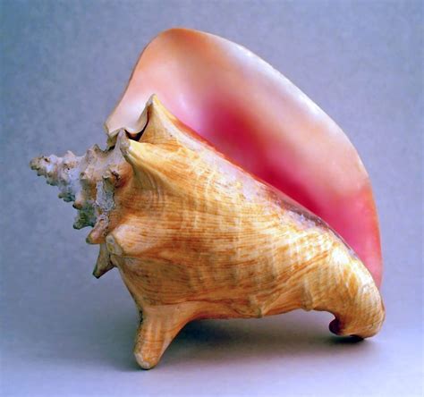 Conch Shell Asia Inch Encyclopedia Of Intangible Cultural Heritage