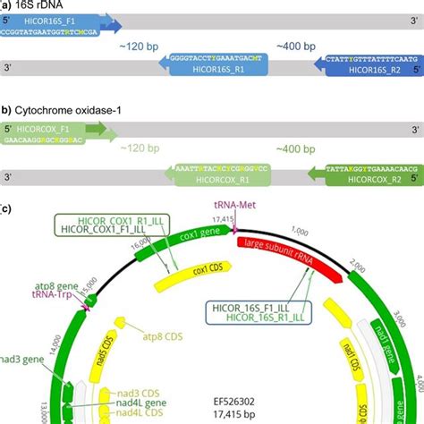 example binding sites for four primer pair combinations two targeting