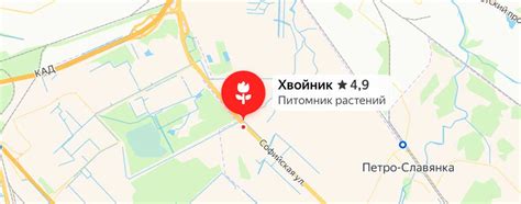 Можжевельник казацкий Тамарисцифолия - купить из питомника в СПб, по ...