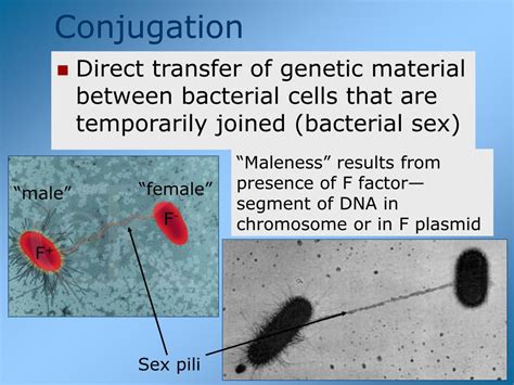 Ppt Genetics Of Viruses And Bacteria Powerpoint Presentation Free Download Id 3902105