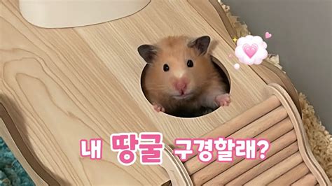 페디그리 햄스터ㅣ정리정돈하는 햄스터 함박이🧹쥐구멍 발견 함박이 땅굴 파헤치기🕳️ Youtube
