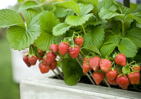 How To Grow Strawberry Plants In Pots