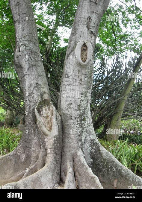 Tree Trunks And Roots Stock Photo Alamy
