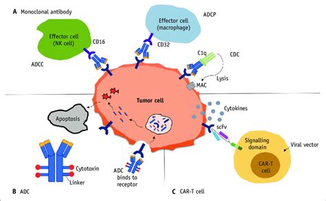 Latest In Immunotherapy Research