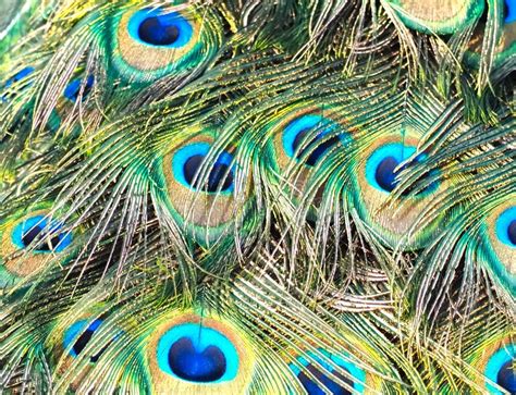 Peacocks Blue Eyes Texture On Feathers On A Peacock Tail Stock Image Image Of Background