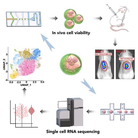Stiff Hydrogel Encapsulation Retains Mesenchymal Stem Cell Stemness For Regenerative Medicine