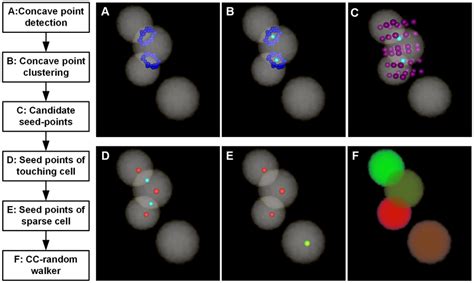 Workflow Of Seed Point Detection And Segmentation In A 3d Synthesized