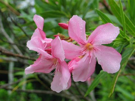 Nerium Oleander L Bio Campeche