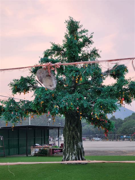 六壬殷法青師傅 用假樹許願可以嗎😓 知道是為左保護棵真的許願樹🌳 但用假樹許願同神枱放電香有乜分別😔？