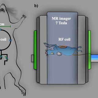 Experimental Setup Showing The Position Of The Surface RF Coil And The Download Scientific