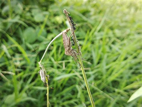 Coreid Leaf Footed Bug Climbing On The Creeping Weed Plant Stock Image Image Of Shield