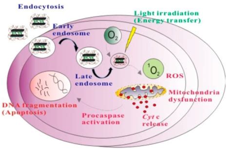 近红外荧光染料ICG-Nucleohistone 吲哚菁绿标记酸组蛋白/核仁蛋白 （齐岳生物分享）-UDP糖丨MOF丨金属有机框架丨聚集诱导发光丨荧光标记推荐西安齐岳生物