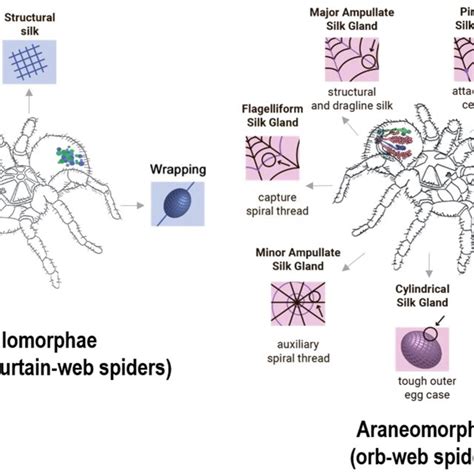 Schematic Representation Of Morphological Differences In Spider Glands Download Scientific