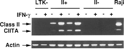 Figure 1 From Class Ii Transactivator Ciita Is Sufficient For The Inducible Expression Of