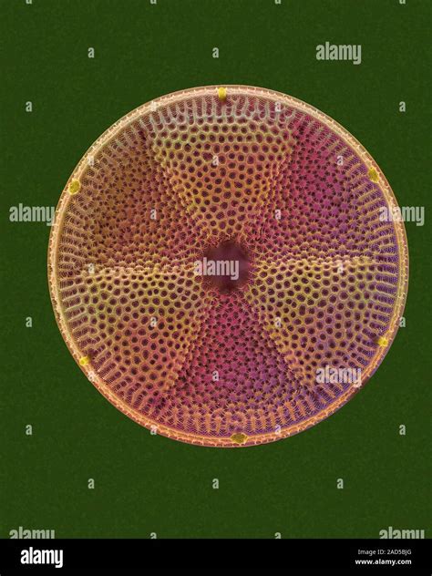 Coloured Scanning Electron Micrograph Sem Of Centric Fossil Diatom