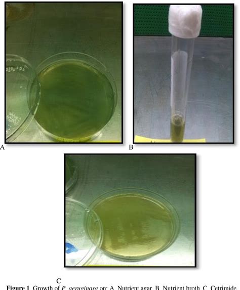 Pseudomonas Fluorescens Broth
