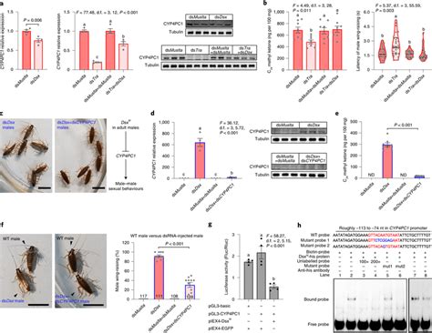 Sex Differentiation Genes Control Sexually Dimorphic CYP4PC1 Download Scientific Diagram