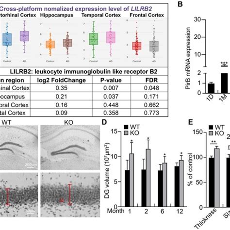 Pirb Increases With Age In Hippocampal Neural Stem Cells A Download Scientific Diagram