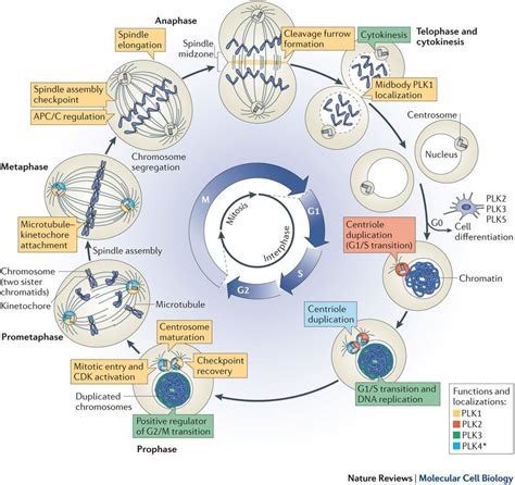 Cell Division Matriculation Notes Cell Division