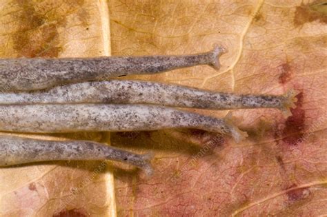 Surinam Toad Stock Image C003 8273 Science Photo Library