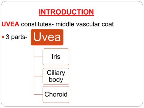 Anatomy Of Uvea Tract Iris Ciliary Body And Choroid PPTX