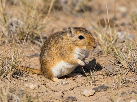 Golden Agouti Gerbil Breed Facts Prices And Breeders Creatures