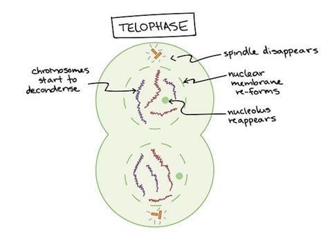 Telophase In Mitosis And Meiosis Key Processes And Significance