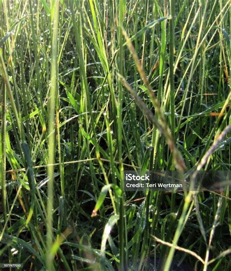 와 같은 다양 한 배경 용암 바위 벽에 이끼 풀 잎에이 슬 방울 이끼 가까이의 클로즈업을 석양 모래 잎 잔디 W 아침 빛 화산