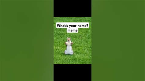 The Funniest Whats Your Name Meme With Fighting Squirrels Memes
