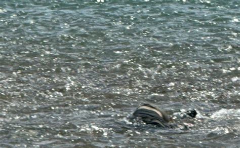 З Тиси дістали тіла одразу трьох ухилянтів Вечірній Київ