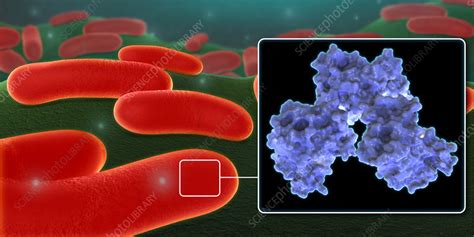 Enterobacteriaceae Illustration Stock Image F031 7527 Science Photo Library
