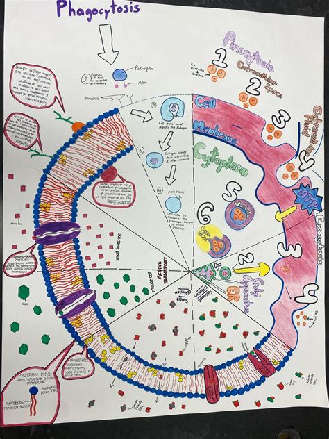 Cell Membrane Sketch Note Amy Kanzaki AP Bio