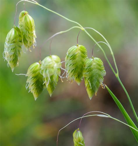 Quaking Grass Seeds West Coast Seeds
